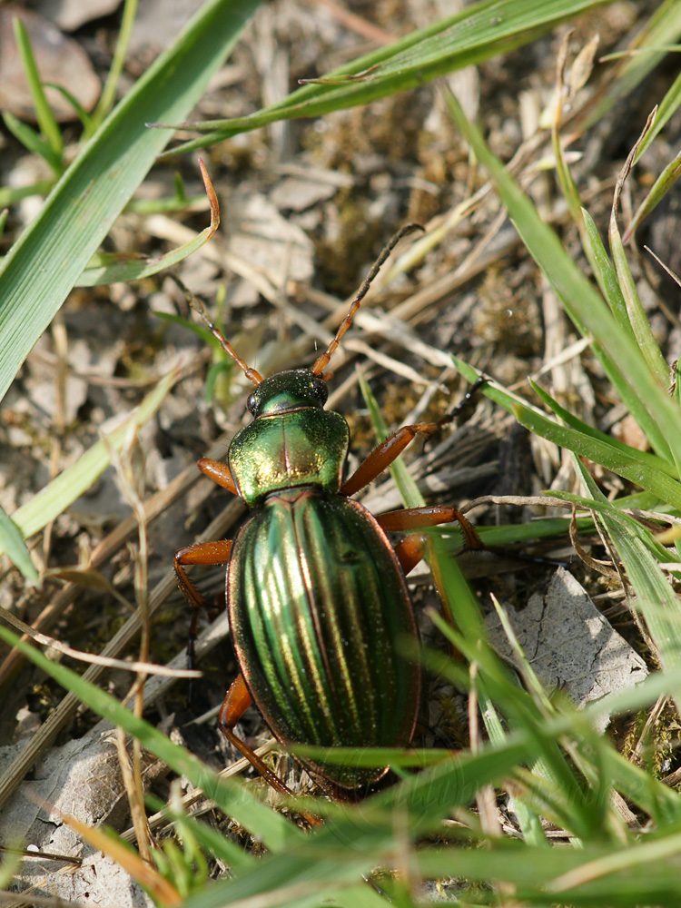 Photo Nature Lilliputienne (macrophotographies): Carabus auratus, le ...