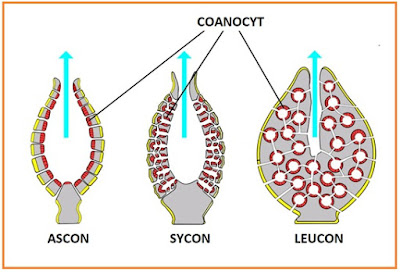 HEWAN BERPORI - Biology Page