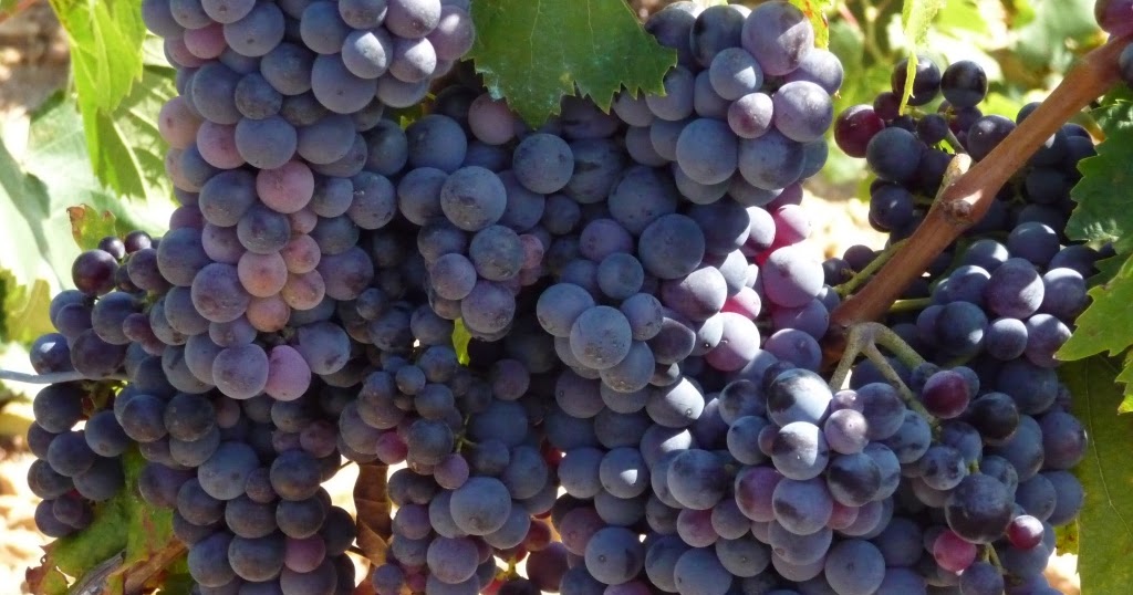 Histoire qu’on raconte…: Raisin mûr