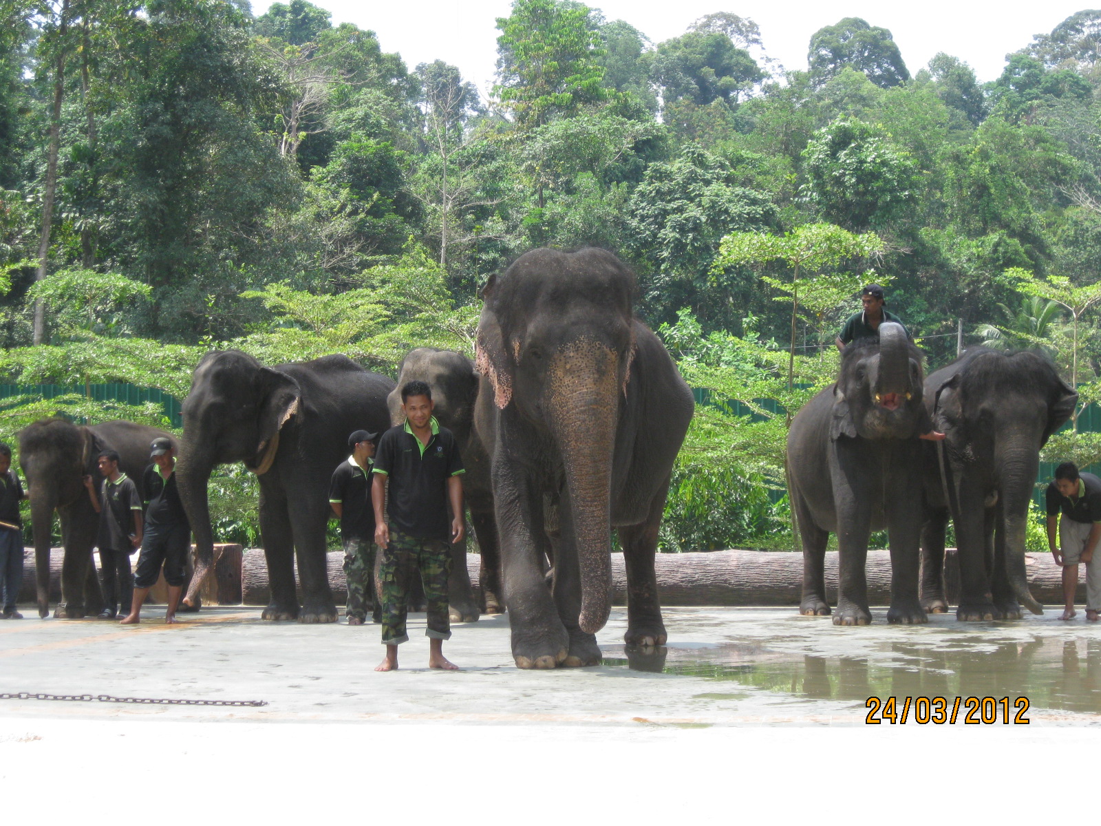 AL The One: Pusat Konservasi Gajah & DeerLand