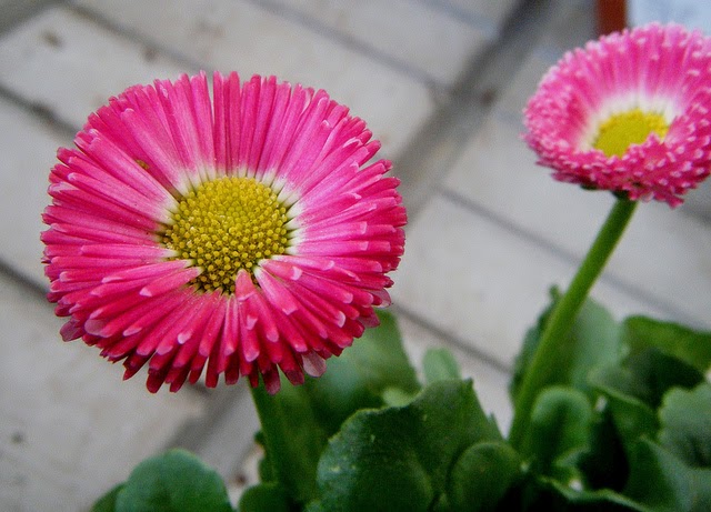 PETALOS COMESTIBLES, FLORES Y COCINA: PÉTALOS DE COQUETA