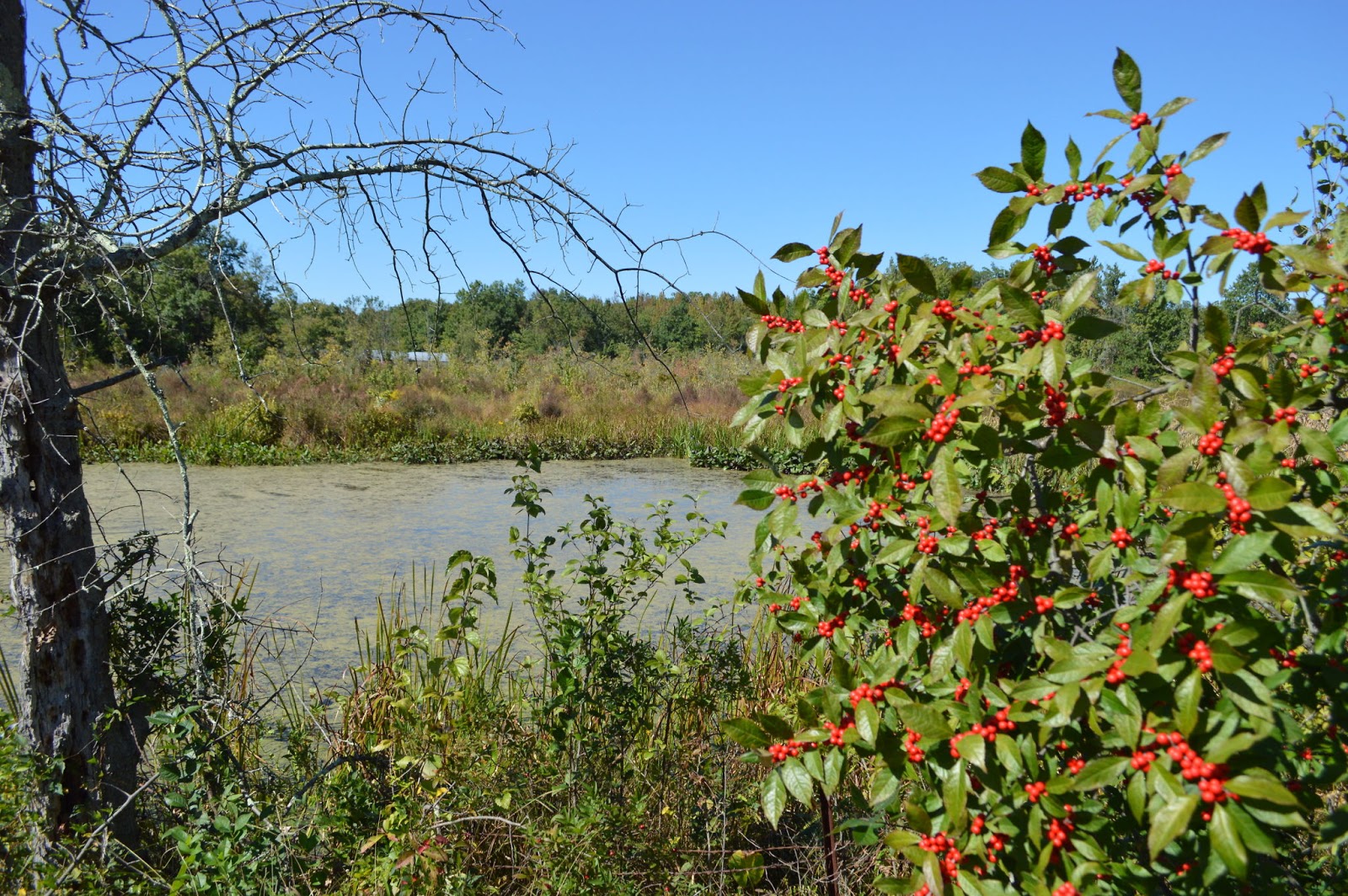 GardenStatePics.com: New Jersey and You - Perfect Together, Liberty and ...