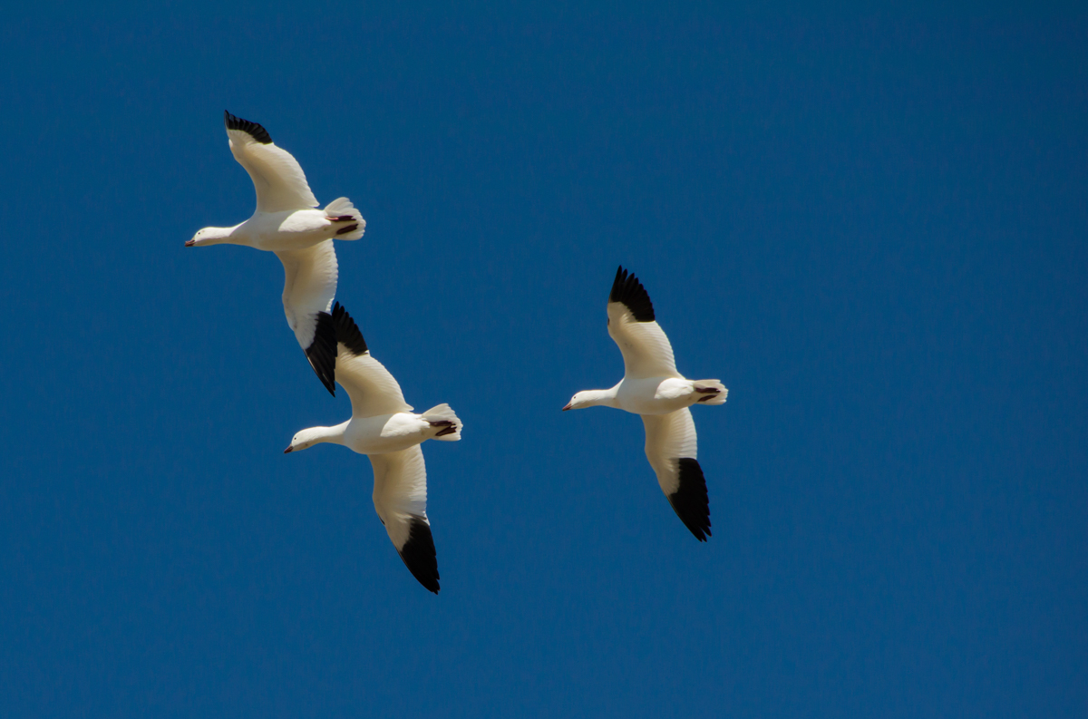 Friends of Hagerman National Wildlife Refuge: Duck, Duck, Goose