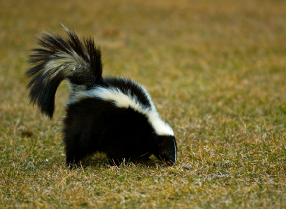 Skunk | The Life of Animals