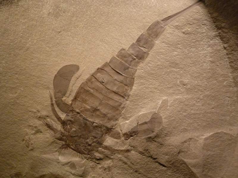 el Blog del Profe de Biolo: Invertebrados Fósiles