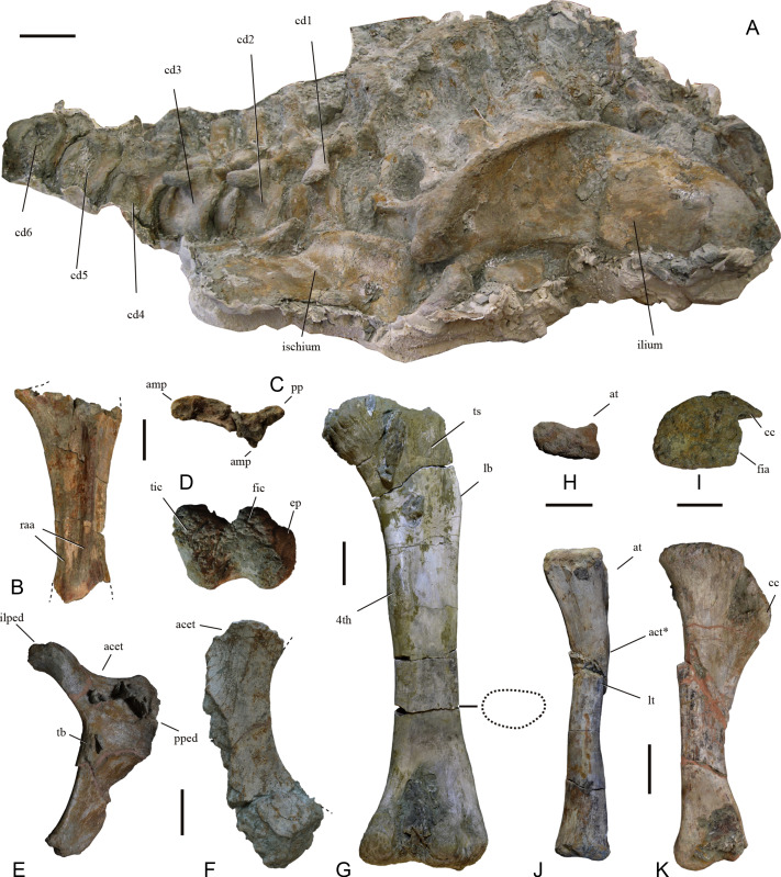 Species New to Science: [Paleontology • 2016] Lohuecotitan pandafilandi ...