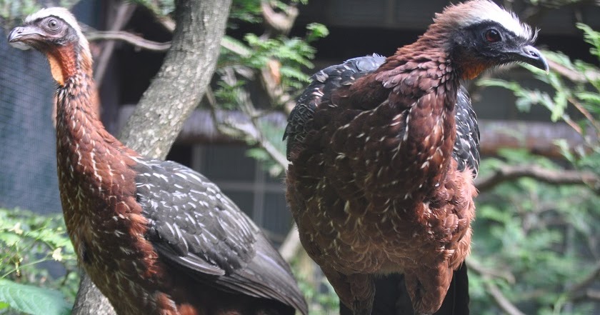 ZOOTOGRAFIANDO (5.836 ANIMALS): PAVA CRESTIBLANCA / WHITE-CRESTED GUAN ...