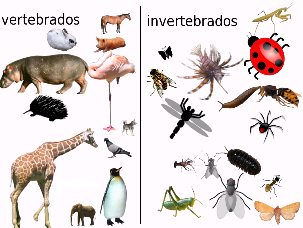 Vertebrados e invertebrados, Imagenes de animales vertebrados, Animales ...