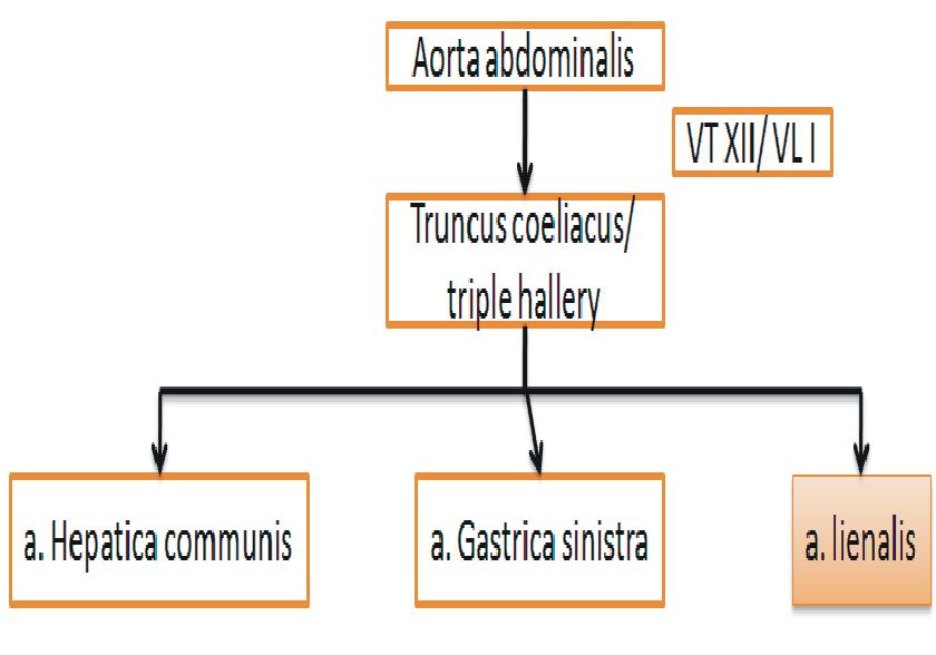 .: Medicina Islamica :.: Anatomi - Fisiologi Lien/ Limpa/ Spleen