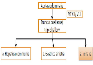 .: Medicina Islamica :.: Anatomi - Fisiologi Lien/ Limpa/ Spleen
