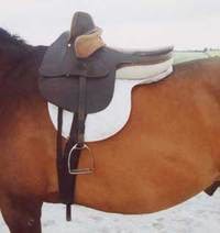 HORSE WORLD: EQUIPO PARA CABALLOS