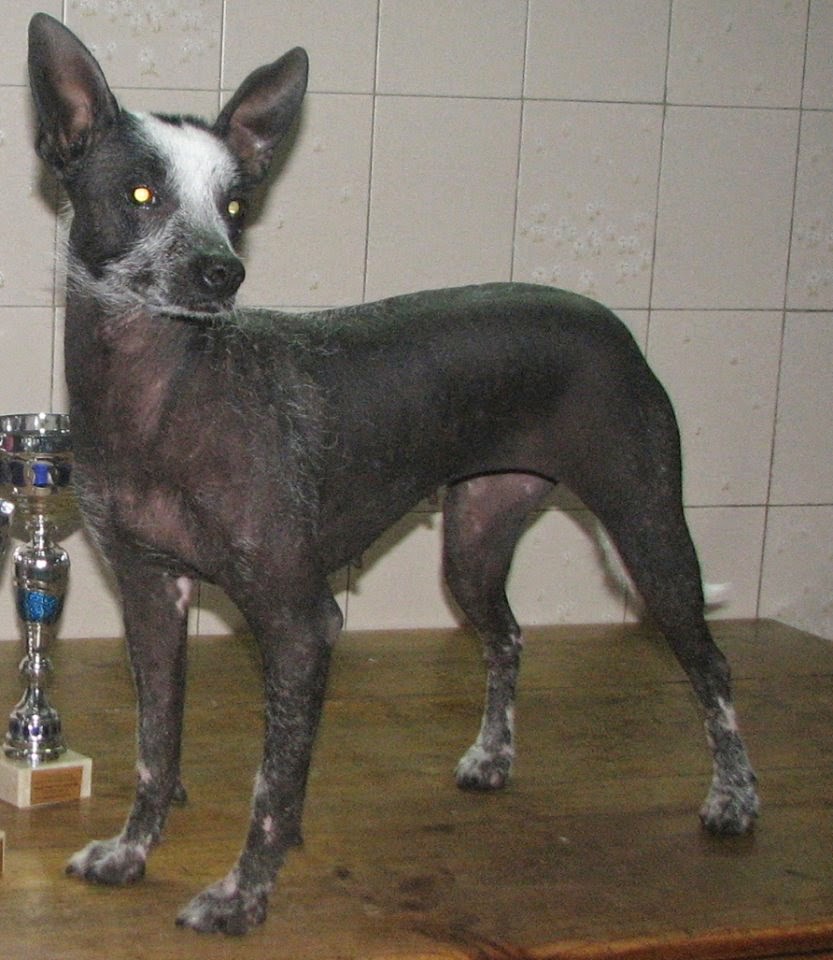 RAZAS CANINAS, un blog de perros.: PERRO PILA ARGENTINO