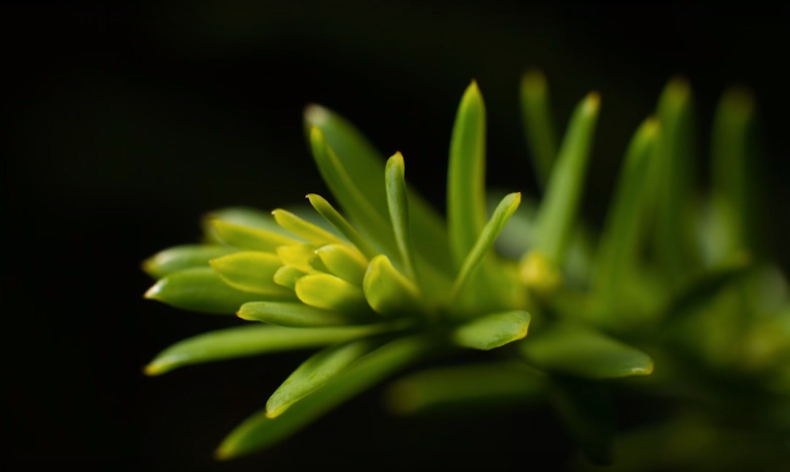 Overpowering The Sun with Flash - Photography Blog Tips - ISO 1200 Magazine