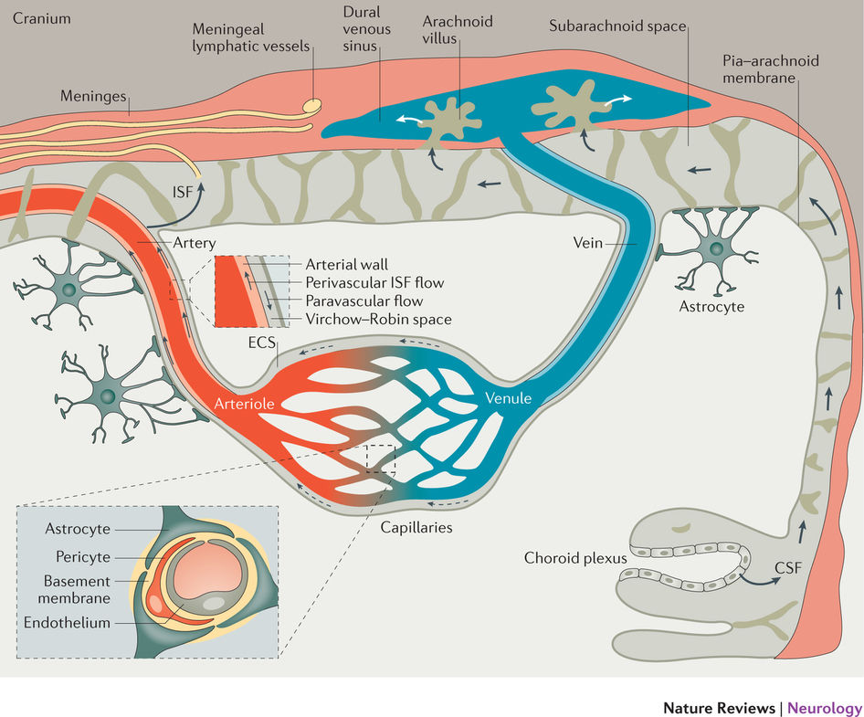 Our Parkinson's Place: Blood–brain barrier breakdown in Alzheimer ...