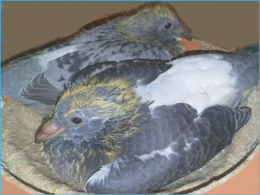 Pigeon Fever: Aanleveren