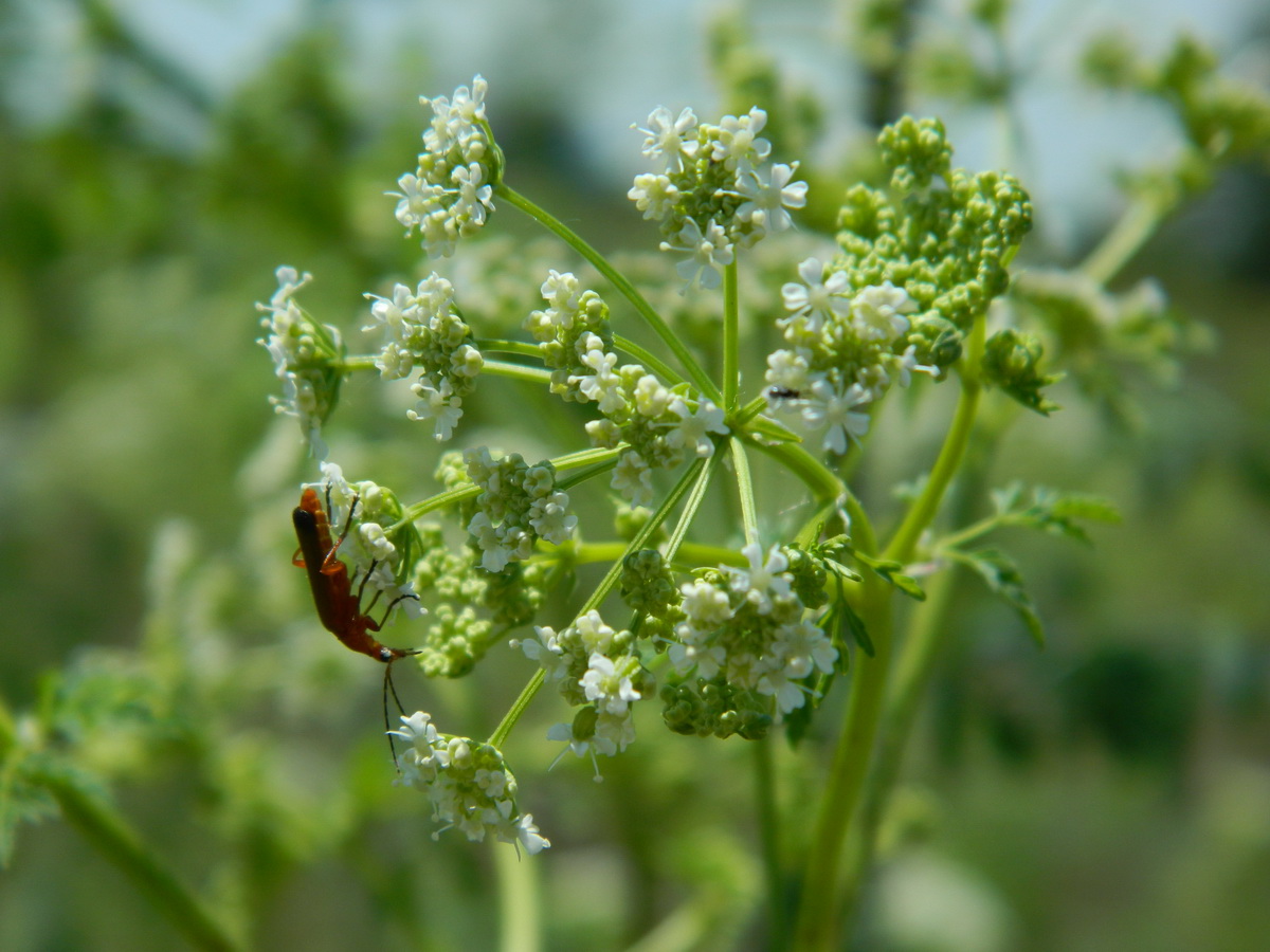LA MULTI ANI, ROMANIA!: Flori albe de camp