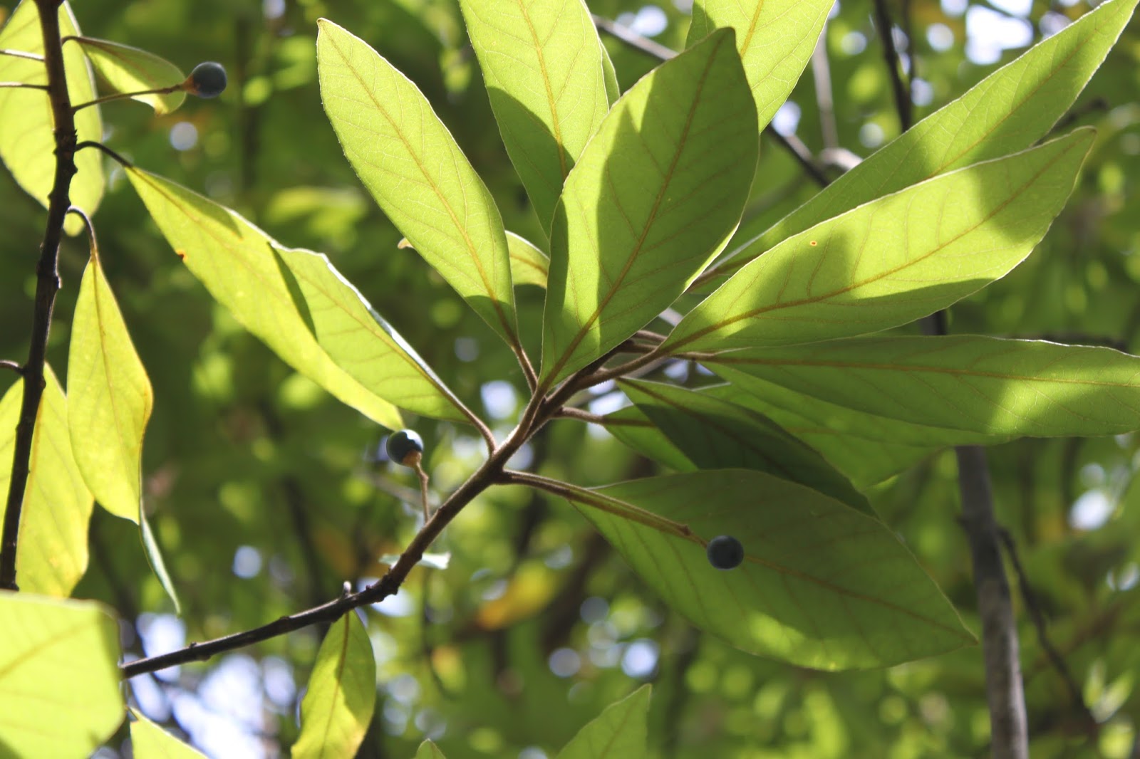 Centenary College Arboretum: Tree of the Week: Red Bay (Persea borbonia)