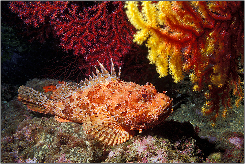 Fauna venenosa en España -- Peces venenosos ~ niphos