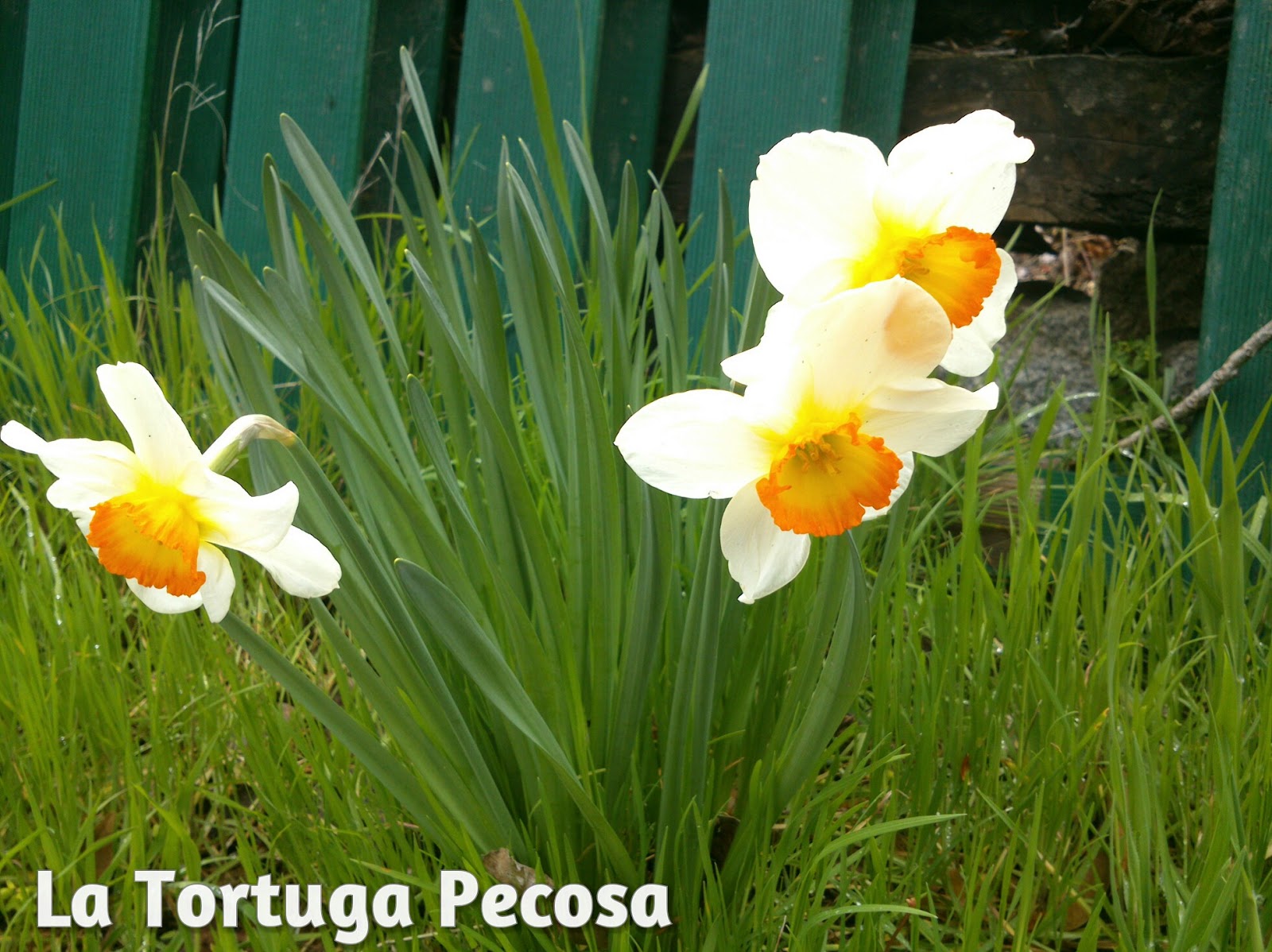 FOTOS PECOSAS: -FLORES-