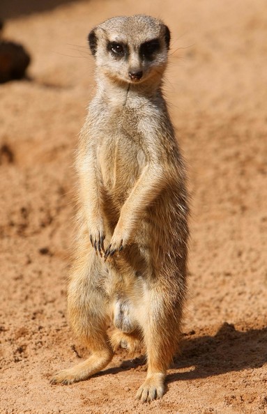 [REQ] Meerkat Skin - Skins - Mapping and Modding: Java Edition ...