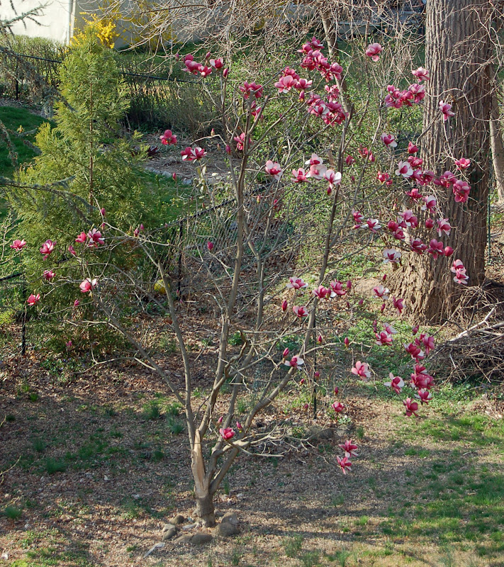 garden fool: FAST-FOWARD SPRING