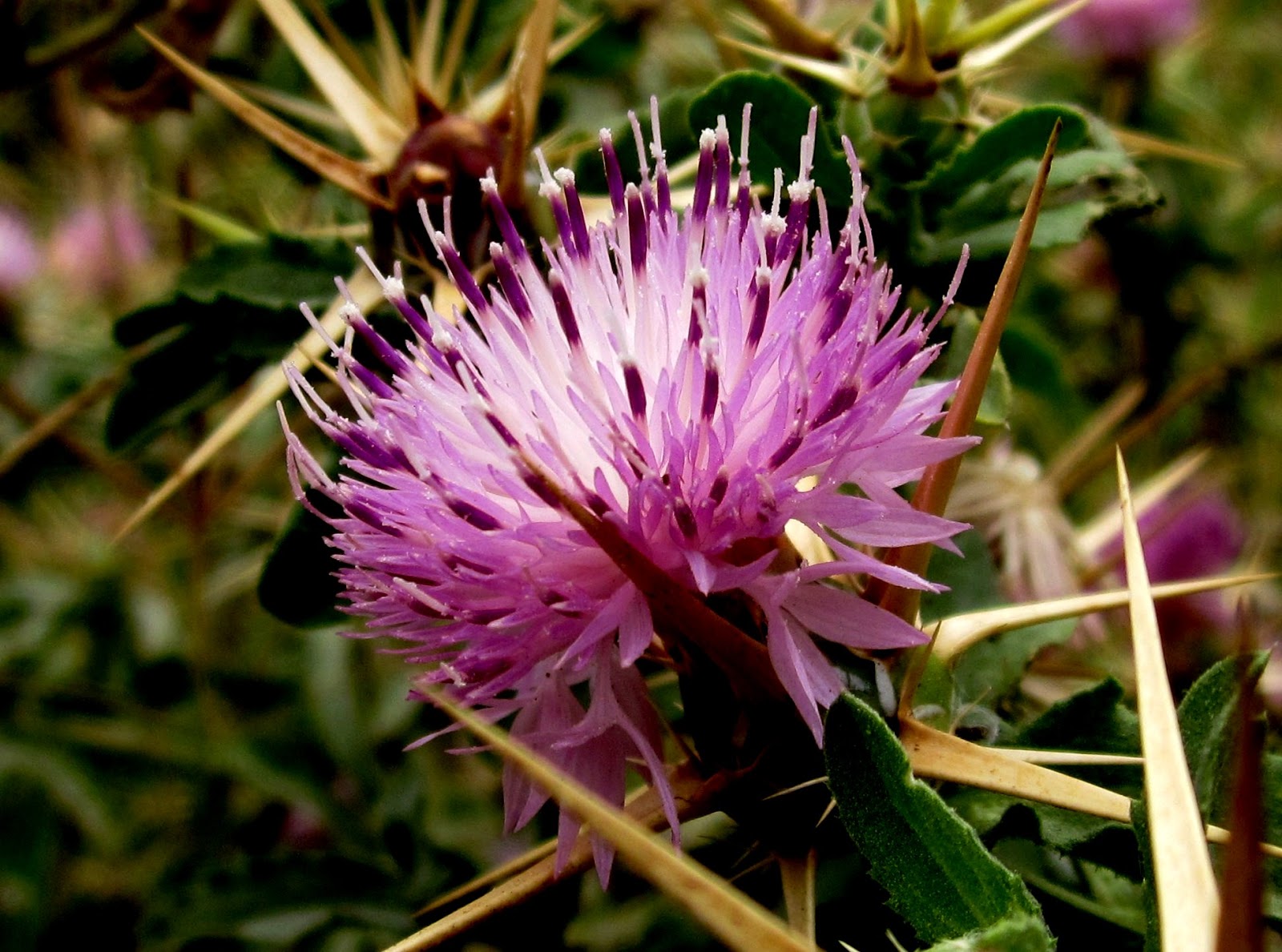 Biodiversity of Cyprus by NGO Protection of the Natural Heritage and ...