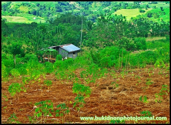 Bukidnon Photo Journal: Field Work Photos: Matampay, Kadingilan, Bukidnon