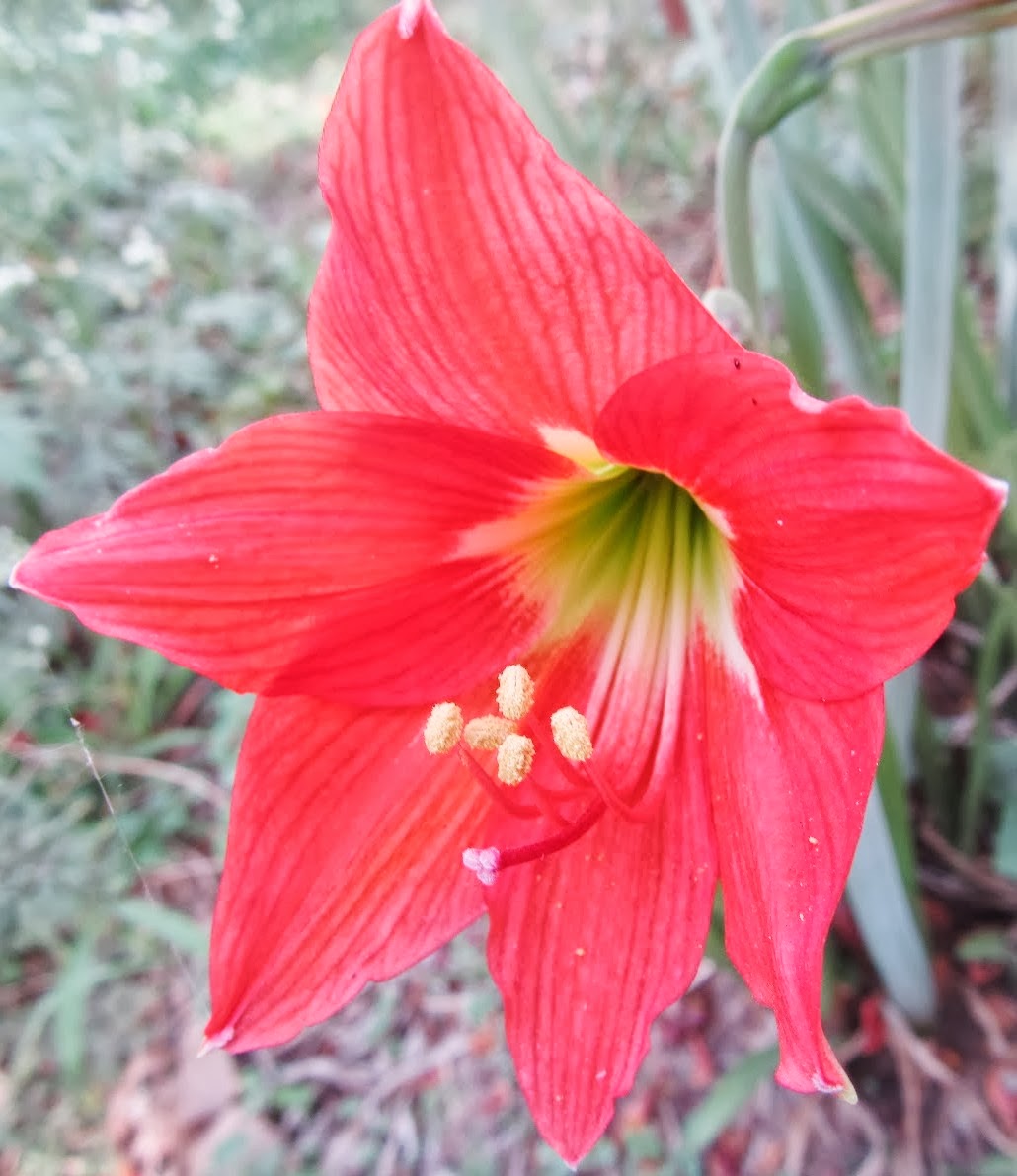 NATURAL & UNIQUE PHOTOGRAPHY: BARBADOS LILY OR EASTER LILY OR AMARYLLIS ...