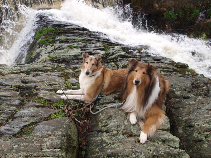 Are Rough Collies Good Hiking Dogs