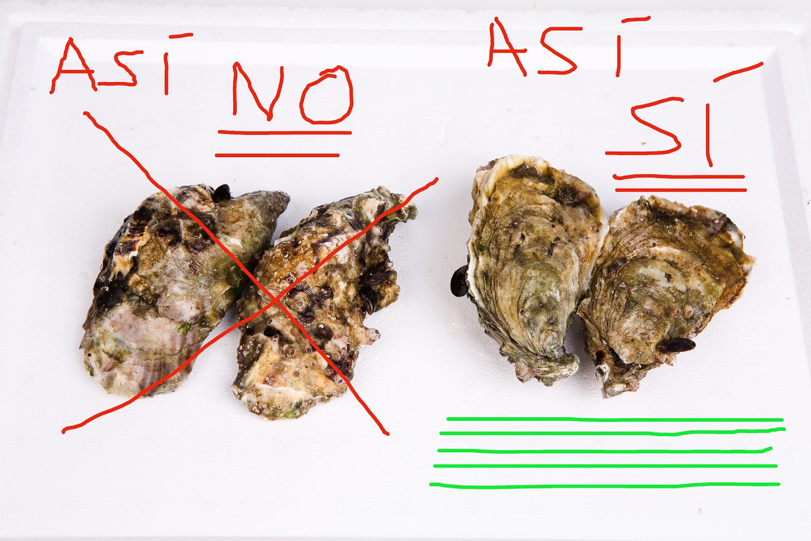 Ostra del Eo, la ostra de Asturias: Ostras en casa: recomendaciones