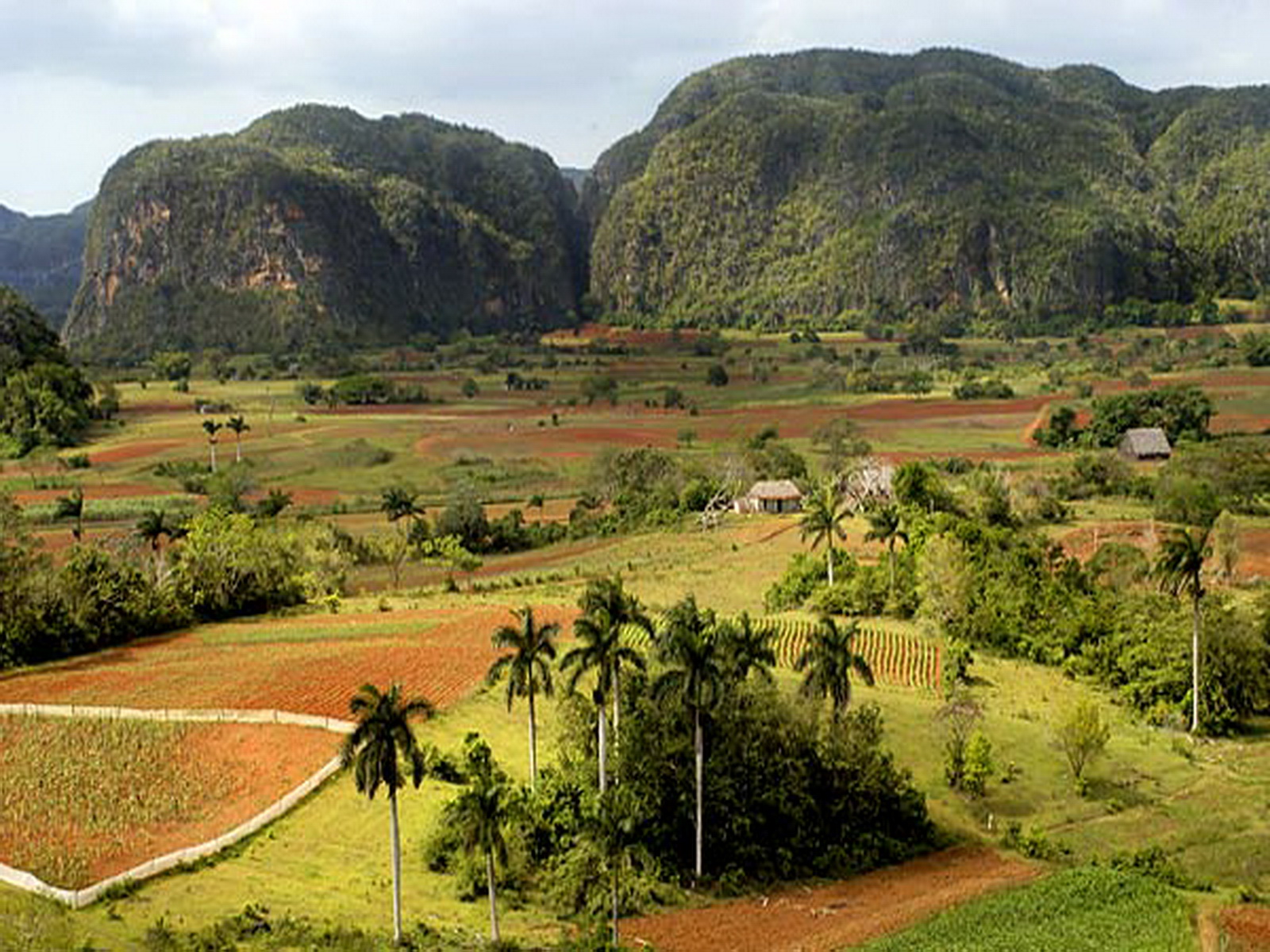My Morning Cup: Pinar Del Rio & Cuban Cigars
