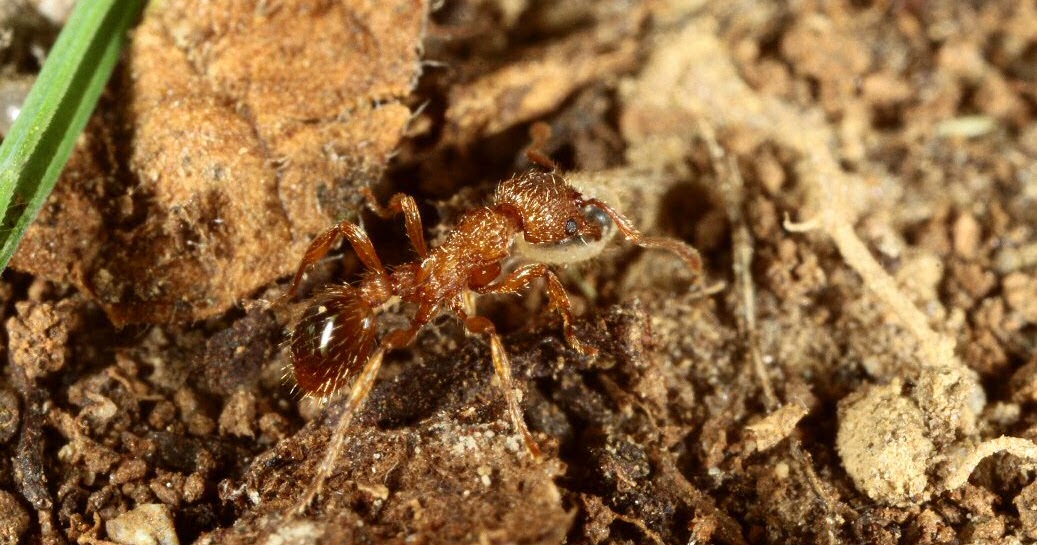 Fourmis du Portugal: Myrmica specioides