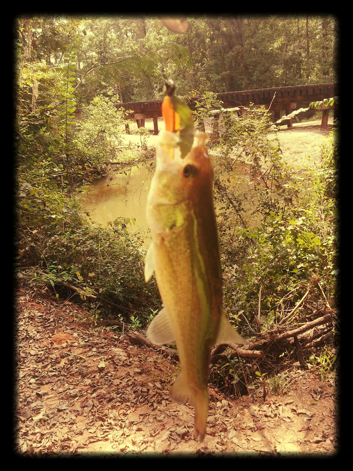 Ocmulgee WMA Georgia