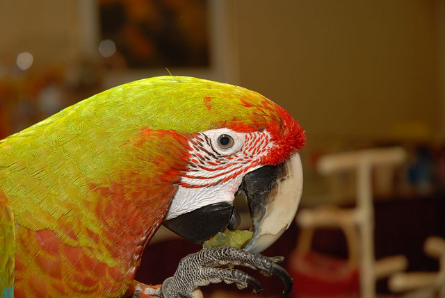 Buffwing Macaw