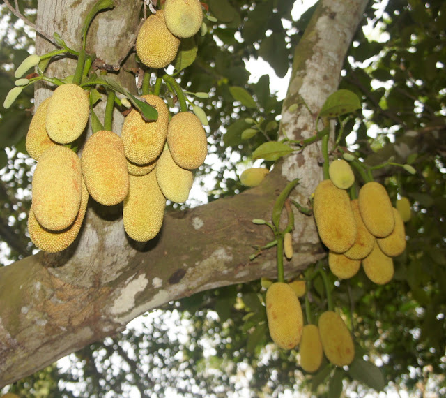 Warisan Petani: Tanaman Cempedak.