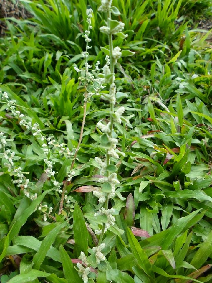 Photographic Handbook of Phil. Plants and Flowers: A-B