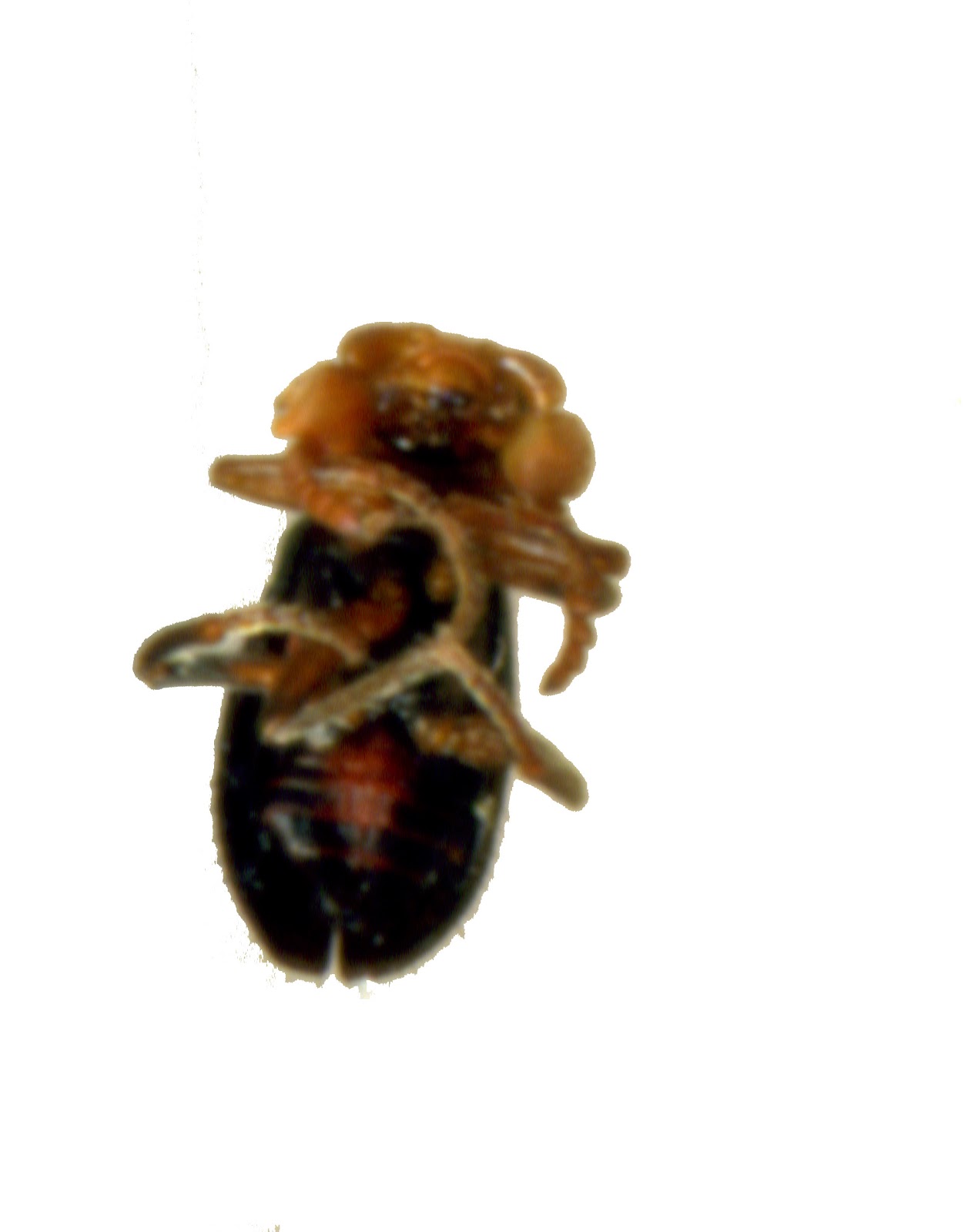 虫頭: ジョウカイモドキ科（MELYRIDAE Collops punctatus）Soft-winged Flower Beetle