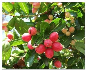 Todays Haleness: Karanda/Carissa Carandas /Vaakaya /Karonda Fruit Benefits