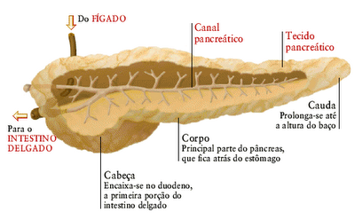 Anatomania: Sistema Digestório