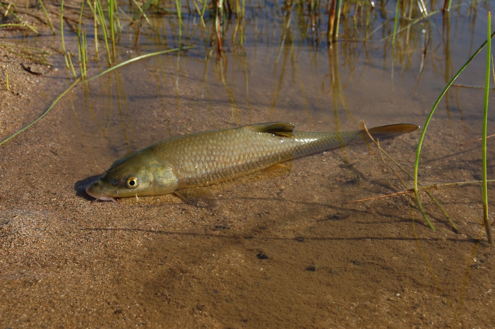 GERENA VIVA: EL BARBO