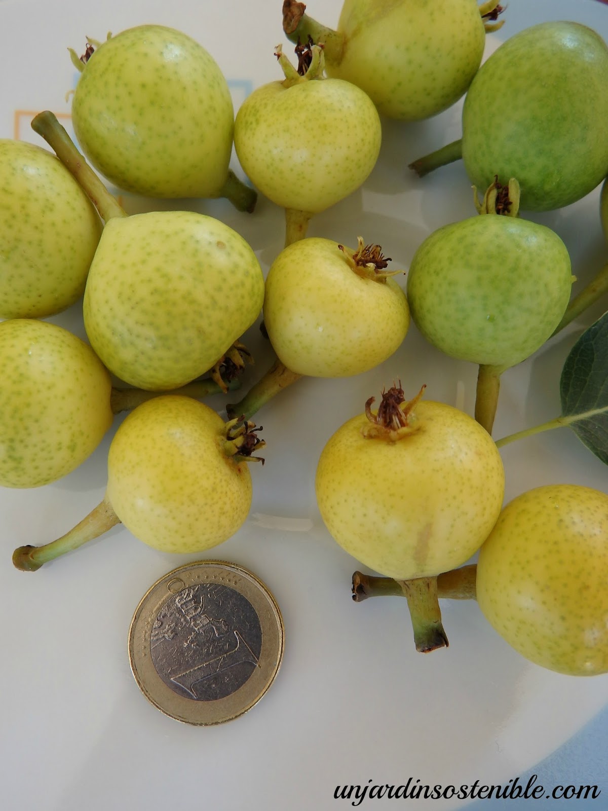 Pyrus communis (Peritas de San Juan, Peritas de la Reina etc.)