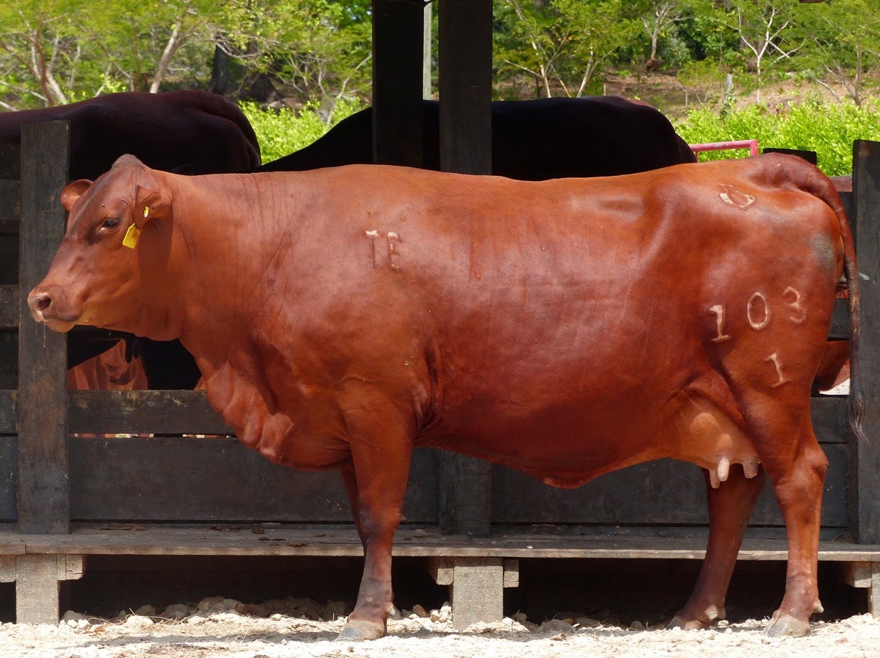 PORTAL GANADERO HIGUEYANO: CUAL ES LA MEJOR RAZA LECHERA