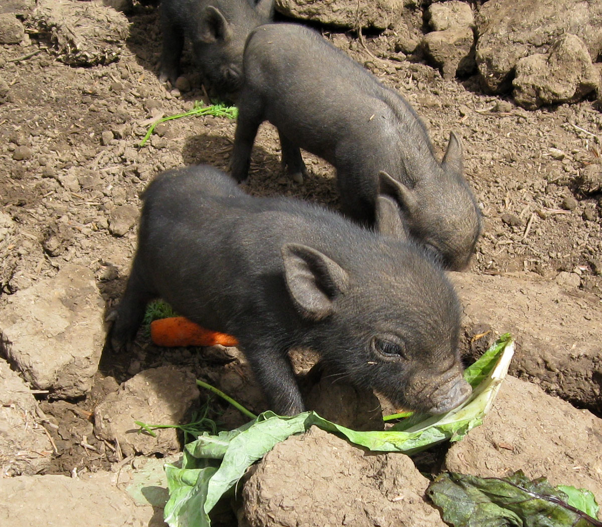Little Pet Pigs: July 2011