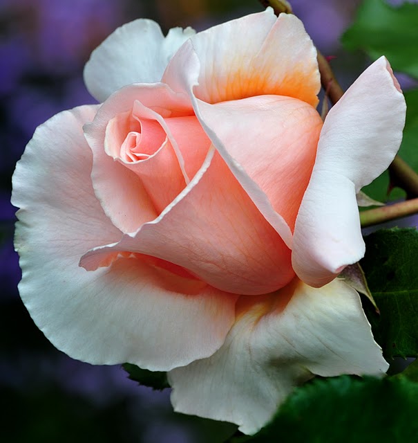 Miniature Roses Tutorial | true2scale