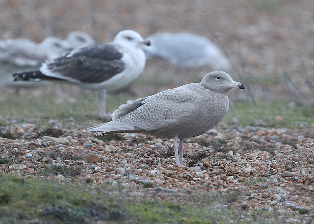 Richard Smith - Birdwatching Days Out: CASPIAN GULL, 1st winter and the ...