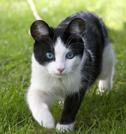 Pink Chucks: ali's caturday