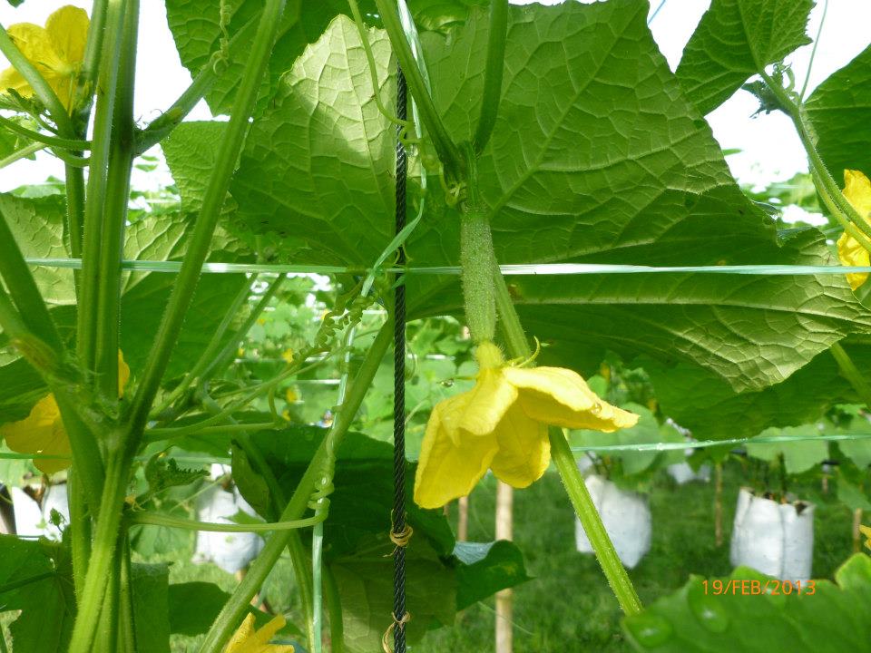 OBO: Projek Tanaman Timun Fertigasi Terbuka Di SMK Kuala Jengal, Dungun ...