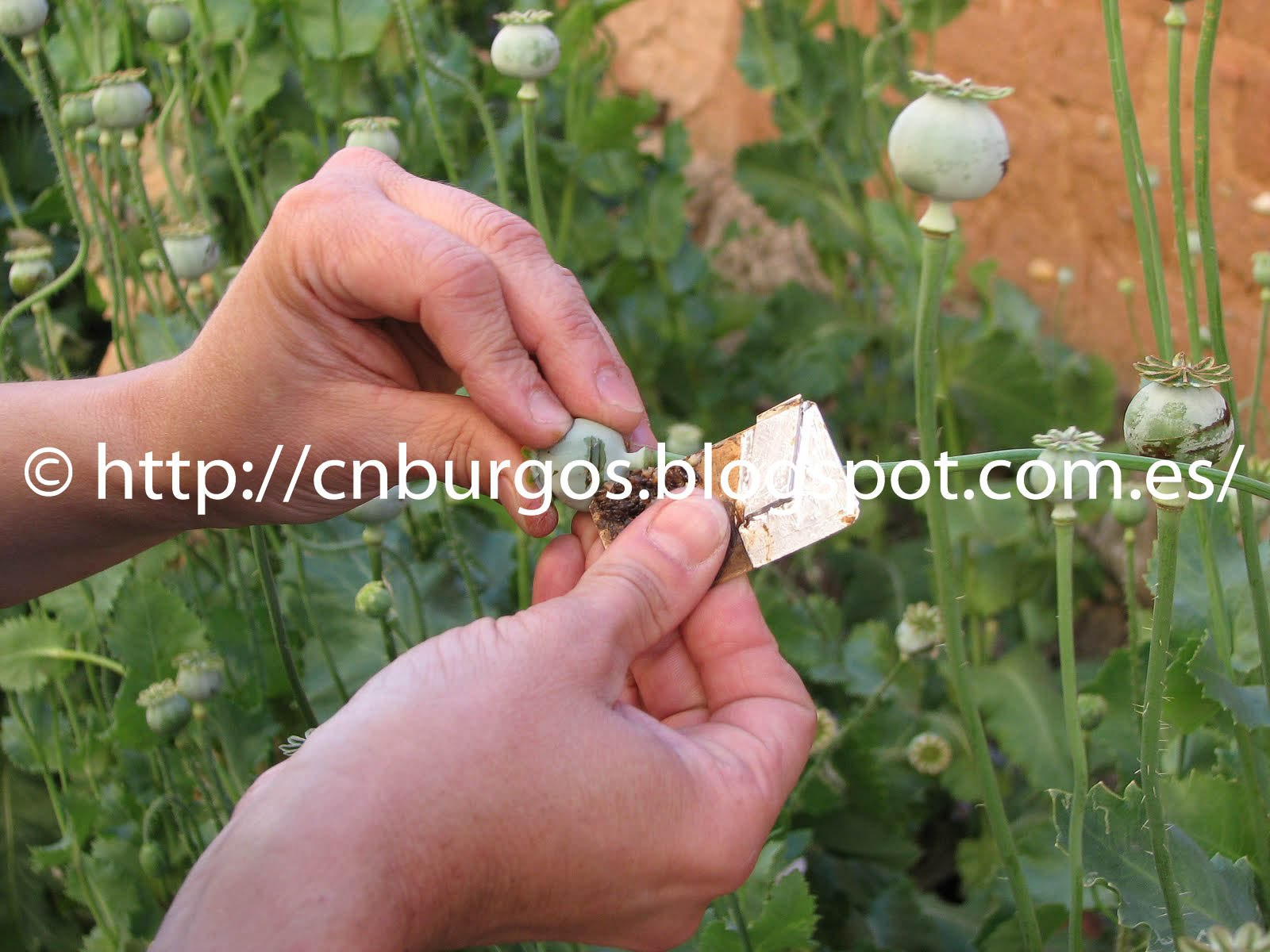 OPIUM: Cosecha del Opio