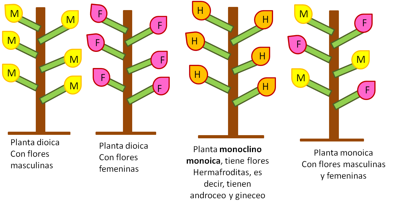 Reproduccion en seres vivo: Reproducción en las plantas