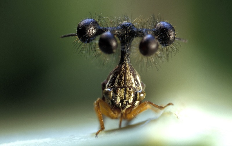 Flora y fauna: Bocydium globulare